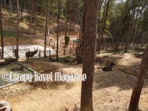 Batam: Eco Edu Park Panbil Nature Reserve - Escapy Travel Mag